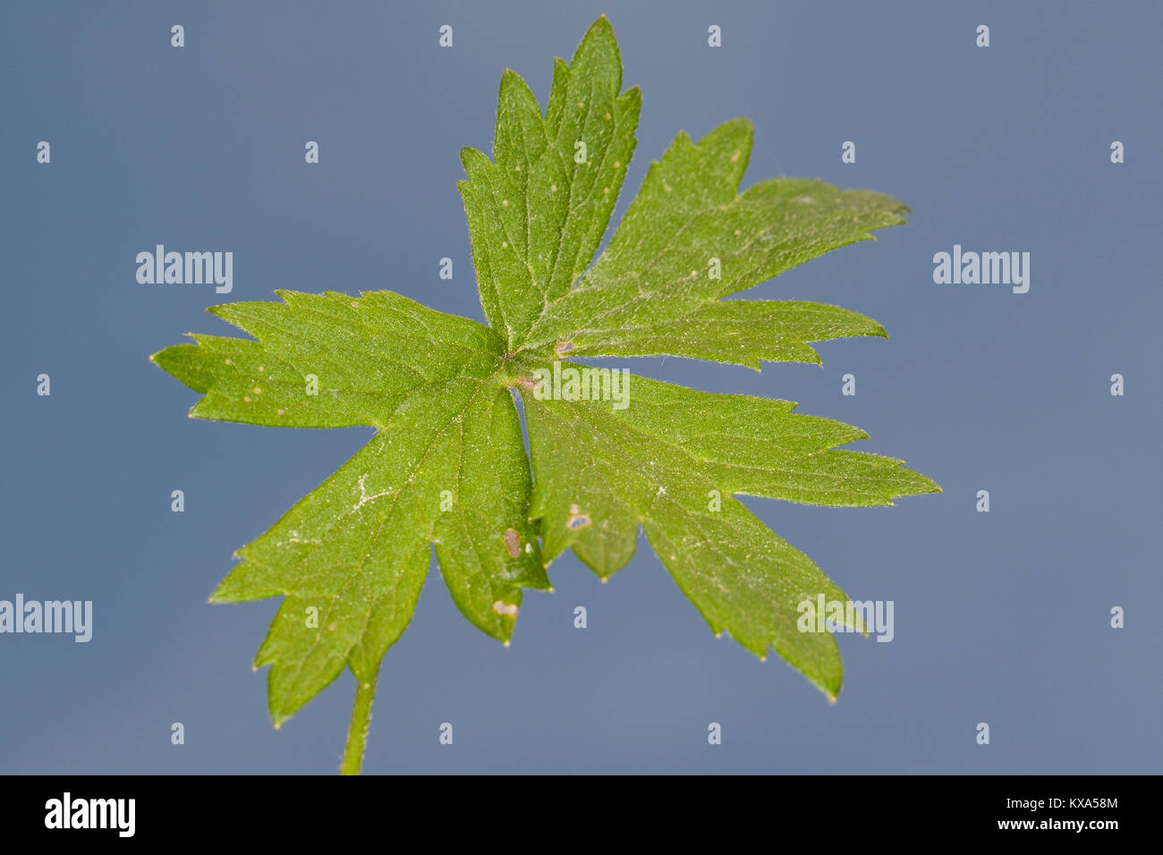 Scharfer Hahnenfuß, Scharfer Hahnenfuss, Blatt, Ranunculus acris ...
