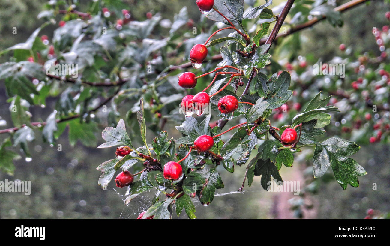 WILD BERRIES IN THE WOODS Stock Photo - Alamy