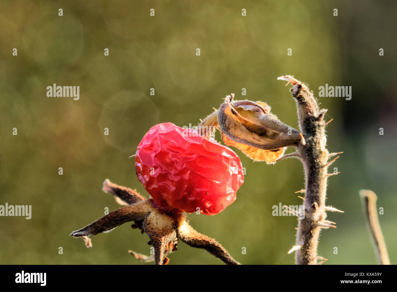 Wrinkled and shrunken Rose Hip at The Valley Gardens,Harrogate,North ...