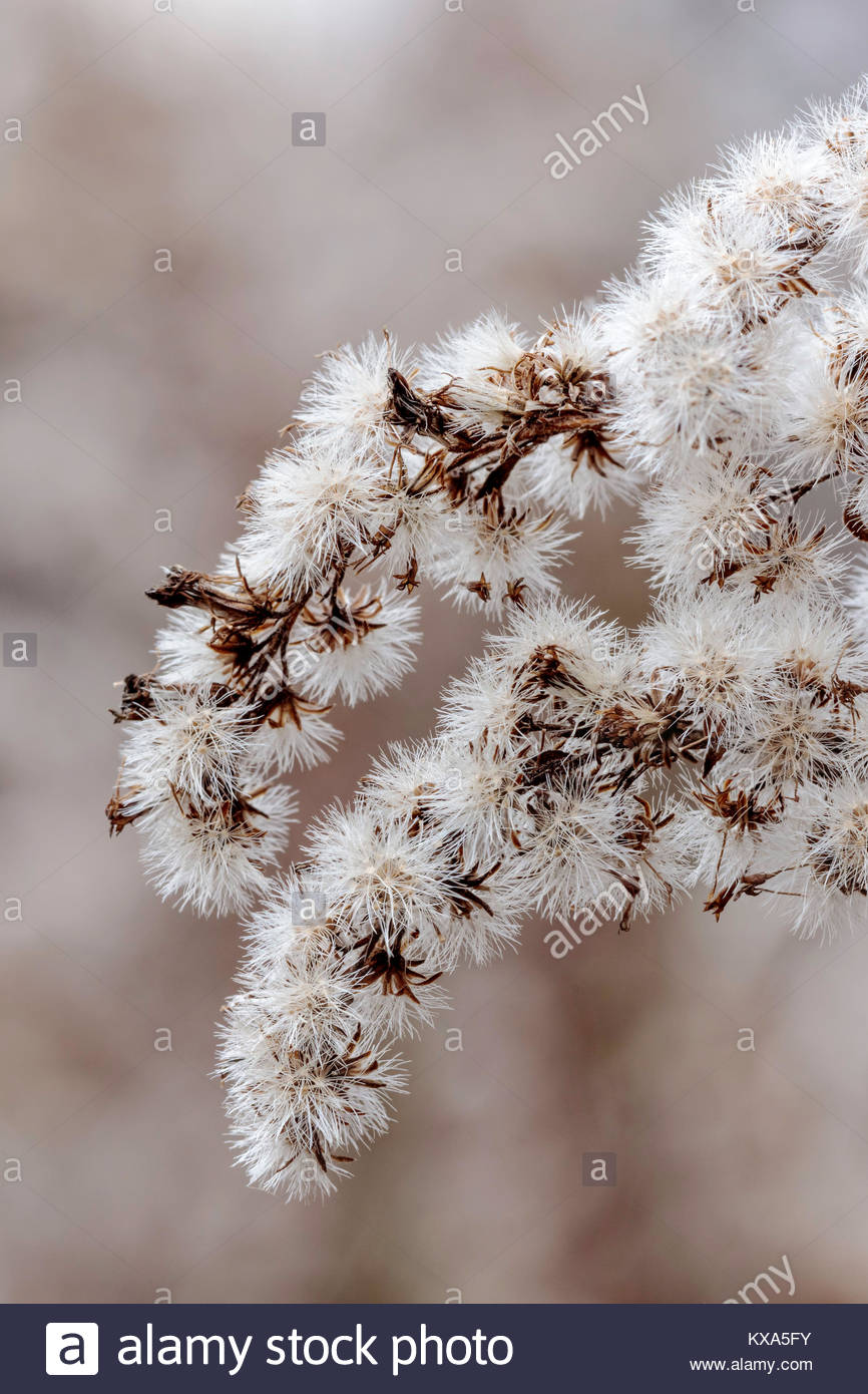 Dispersal Of Seeds By Wind High Resolution Stock Photography and Images ...