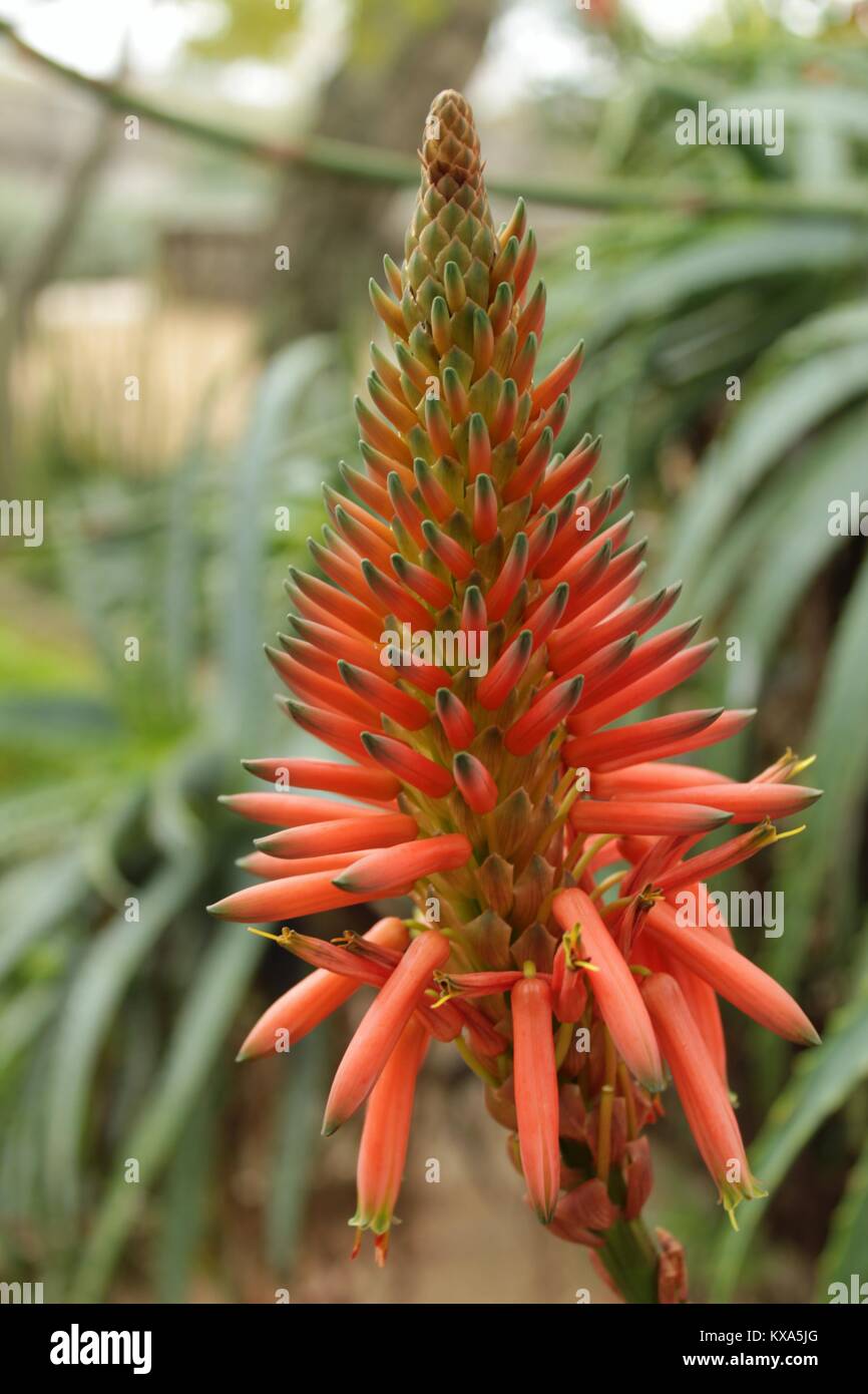 Aloe Arborescens plant (Candelabra Aloe) in a garden in winter Stock ...