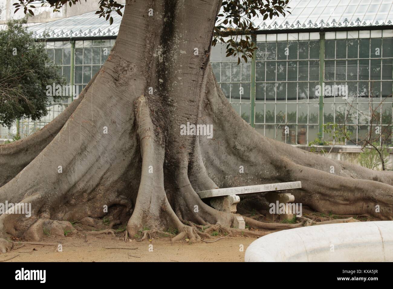 Colossal Ficus macrophylla tree in a garden in Lisbon, Portugal Stock ...
