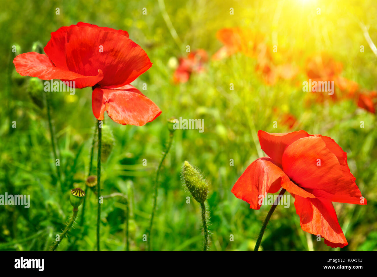 field with poppies and sun Stock Photo - Alamy