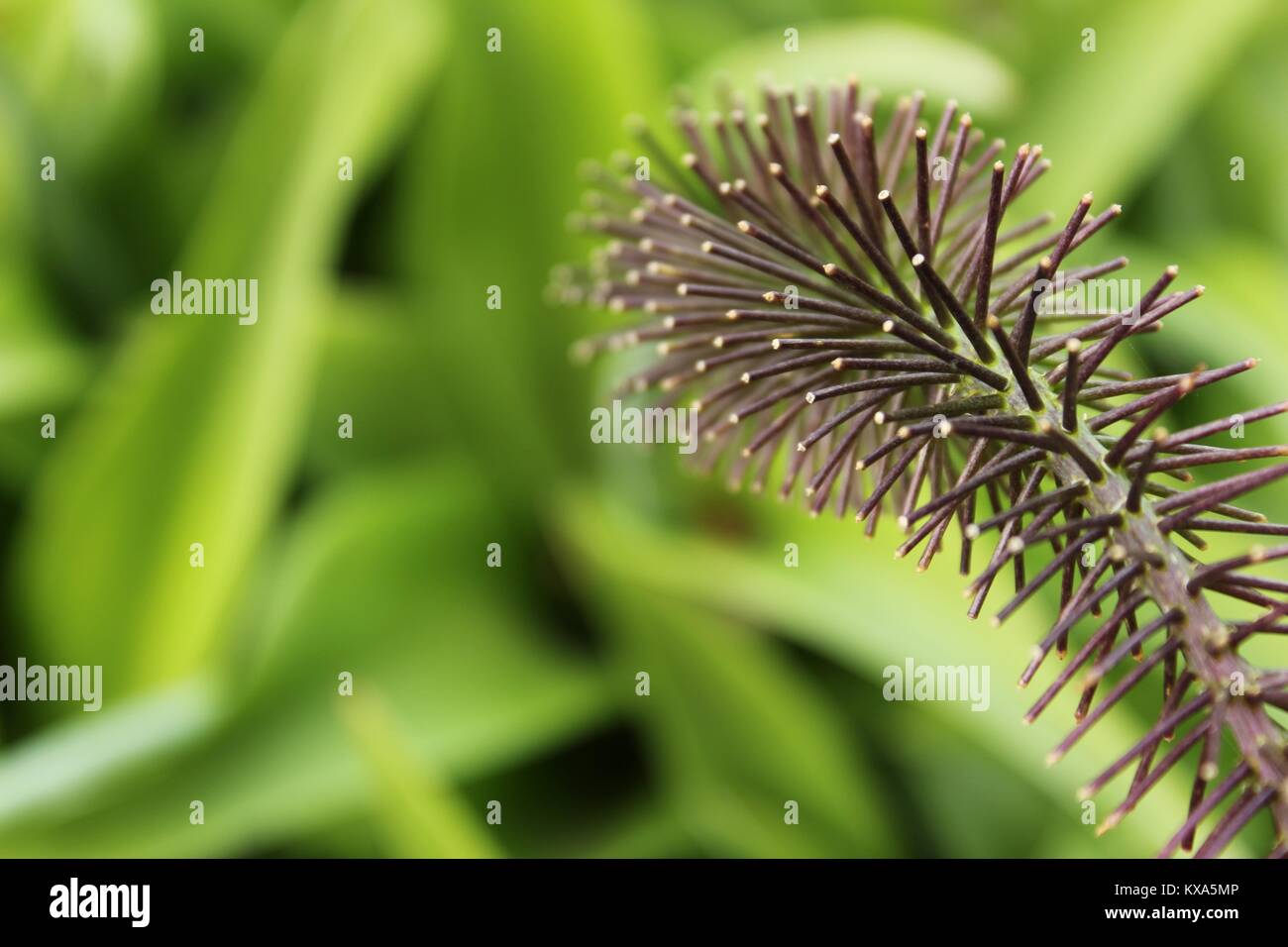 Scilla Maderensis flower in the garden in Lisbon, Portugal Stock Photo ...