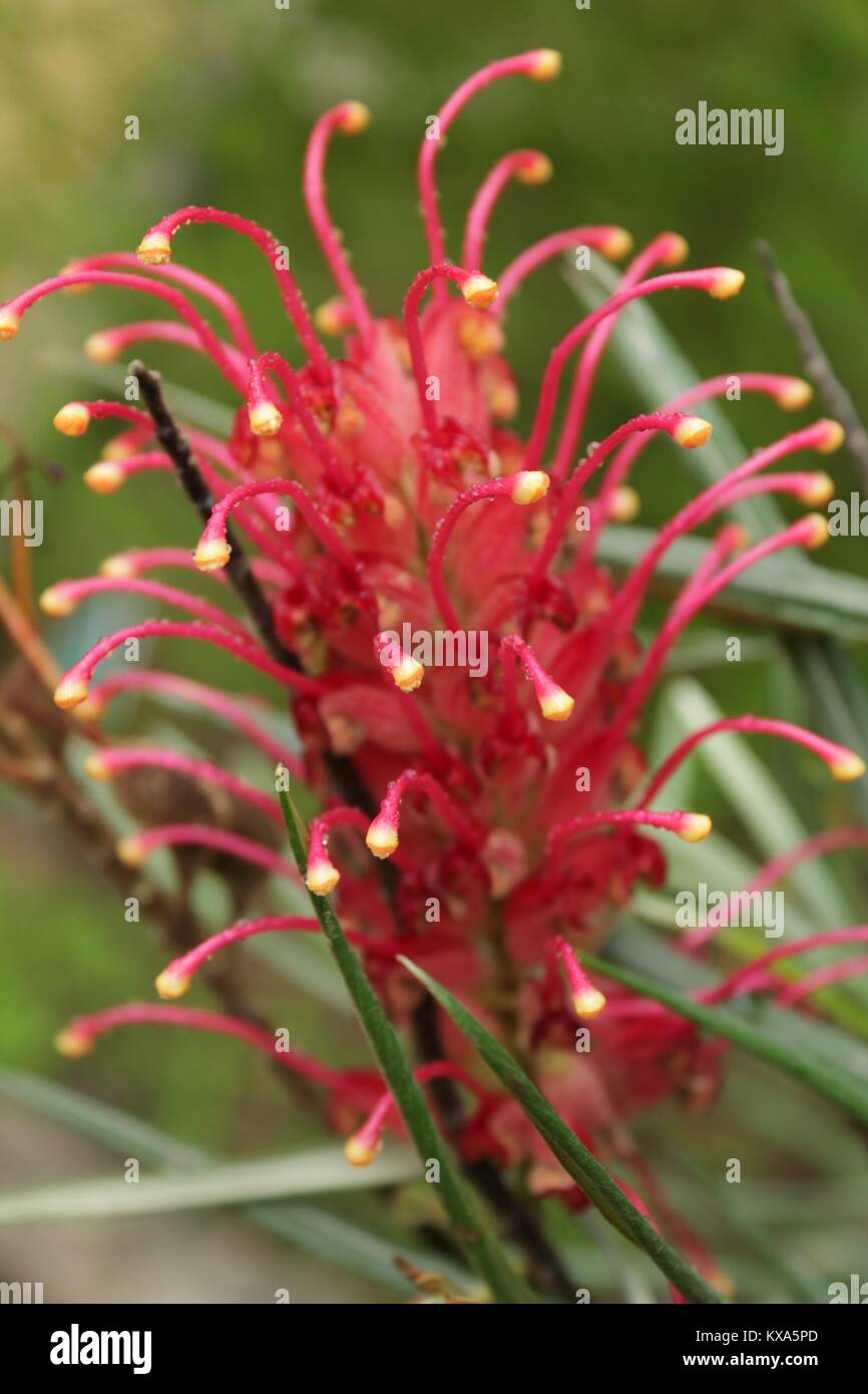 Grevillea banksii, kahili flower in a garden of Lisbon in winter Stock ...