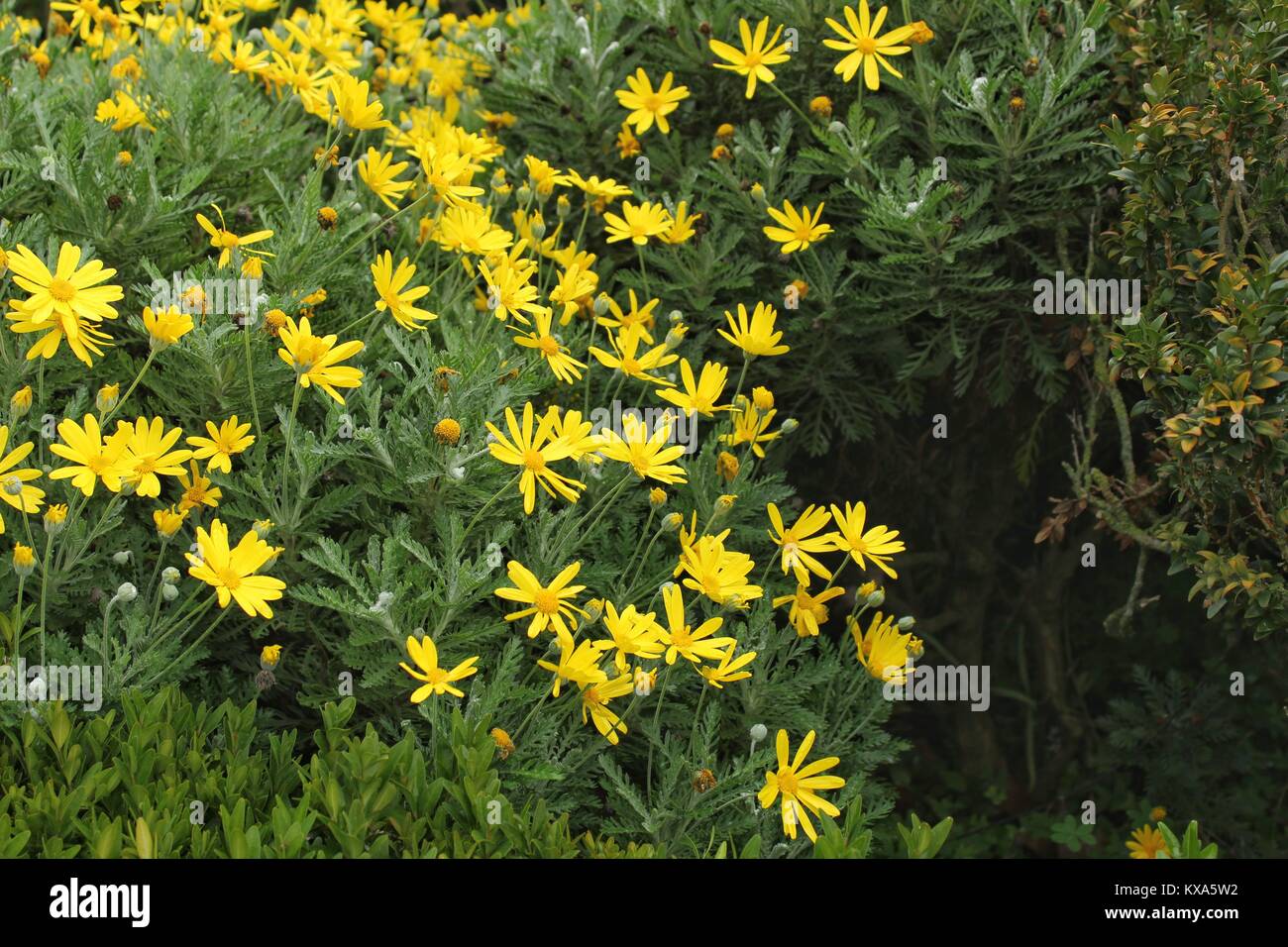 Botanical garden lisbon vertical hi-res stock photography and images ...