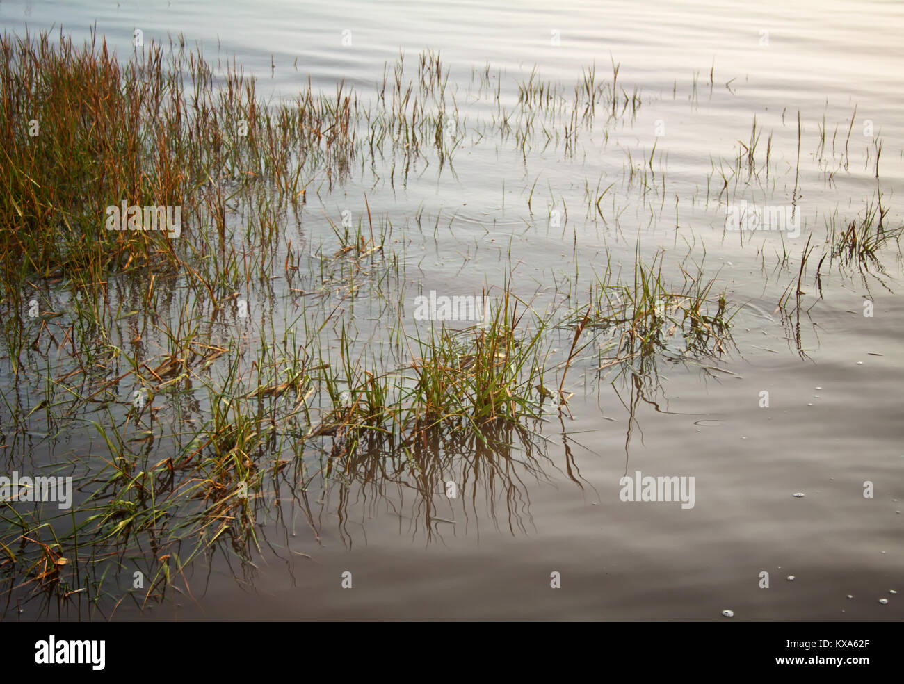 reeds in tidal water in the estuary of the River Ribble in Lytham Stock ...