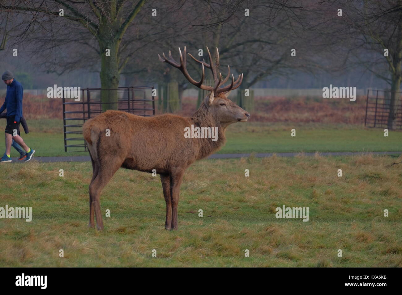 adult stag in park in winter Stock Photo - Alamy