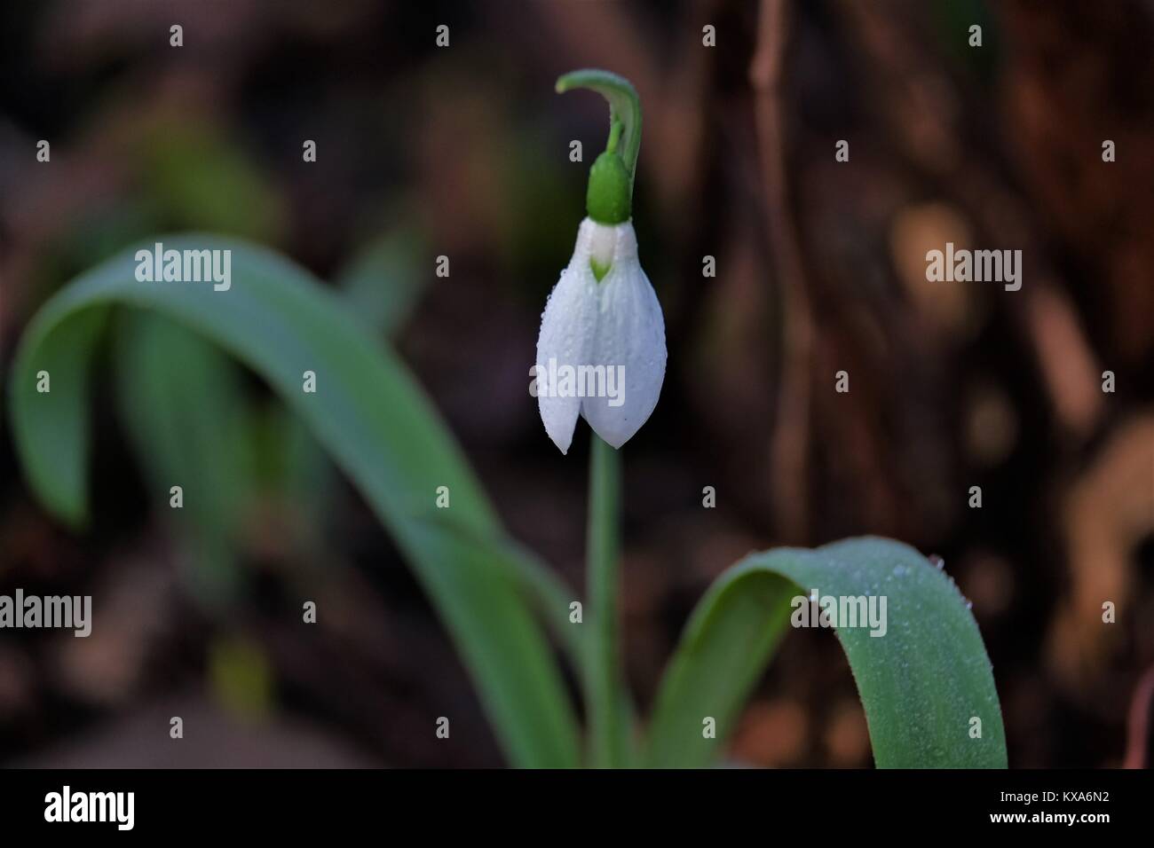 Clump of snow drops hi-res stock photography and images - Alamy