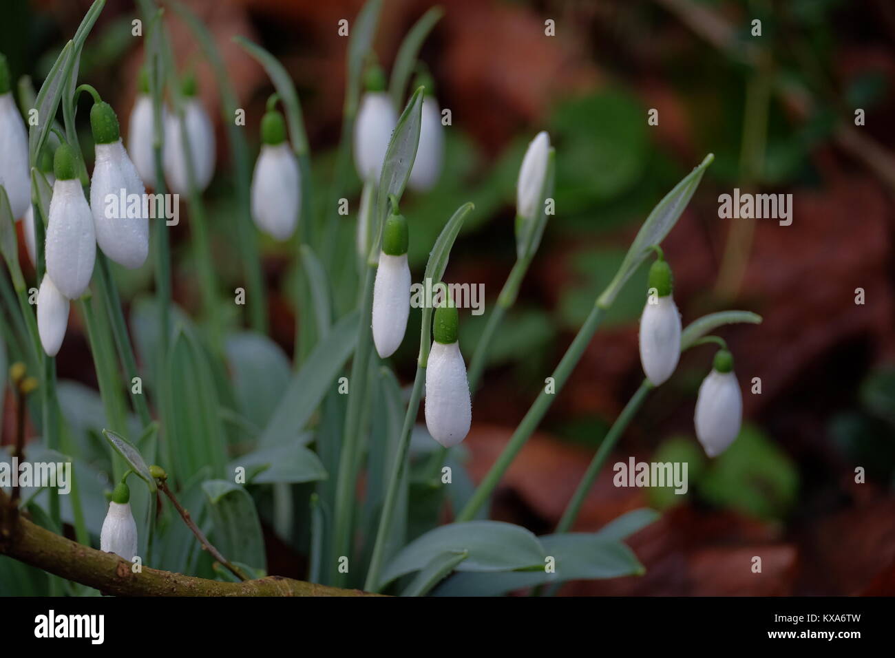 Clump of snow drops hi-res stock photography and images - Alamy