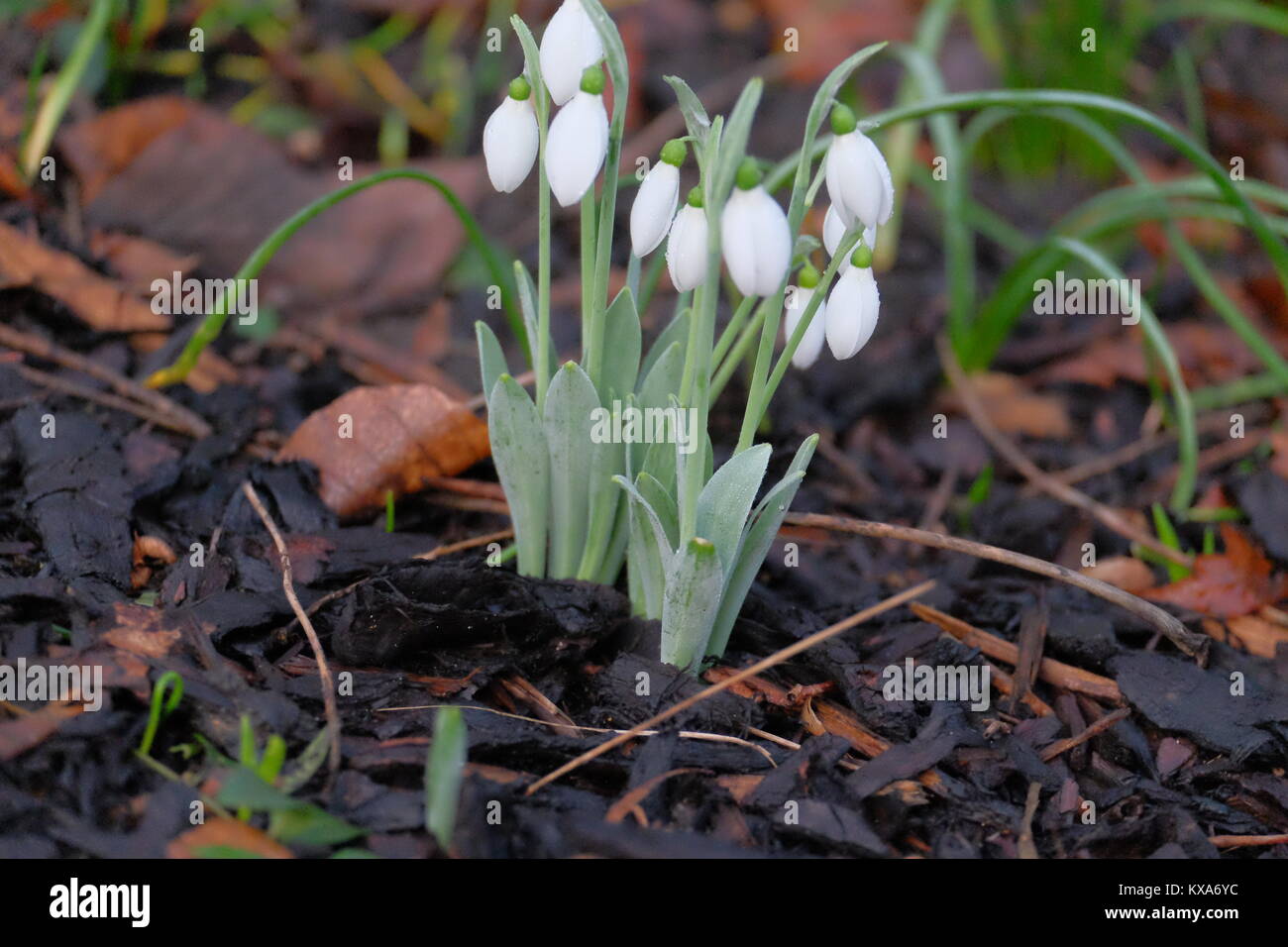 Clump of snow drops hi-res stock photography and images - Alamy