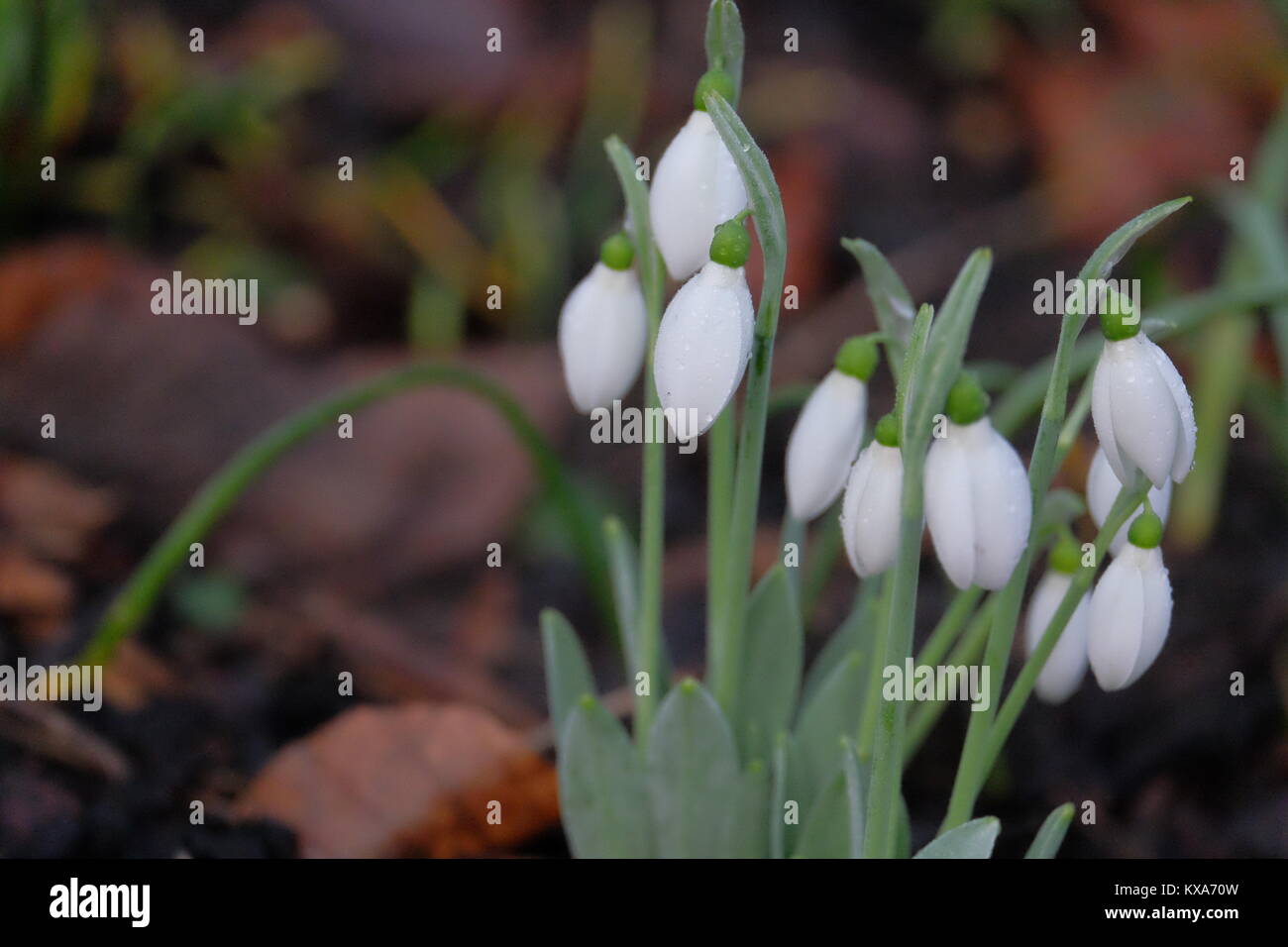 Clump of snow drops hi-res stock photography and images - Alamy