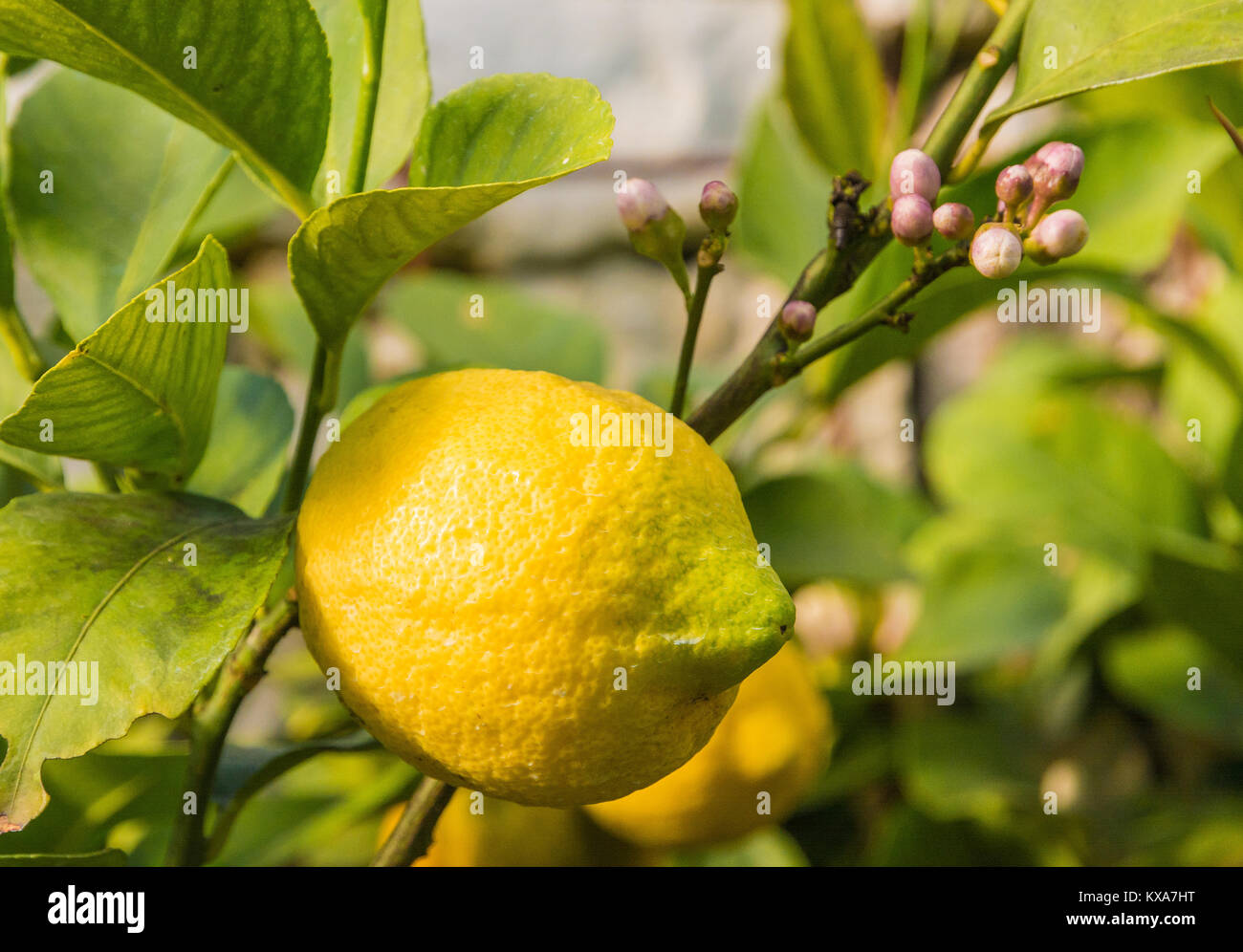 Lemon with leaves and flowers an tree in springtime Stock Photo - Alamy