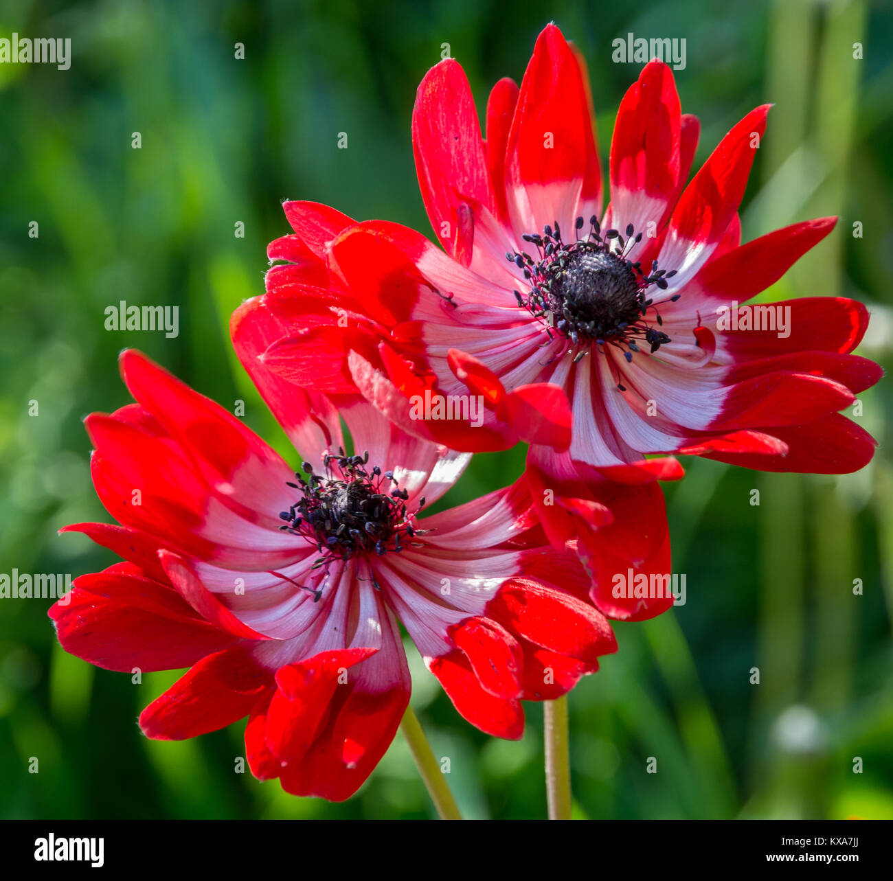 Red big flowers hi-res stock photography and images - Alamy