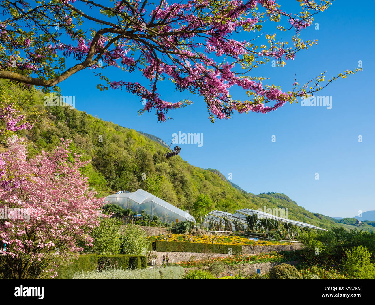Bloomy magnolia tree with pink flowers in the garden Stock Photo - Alamy