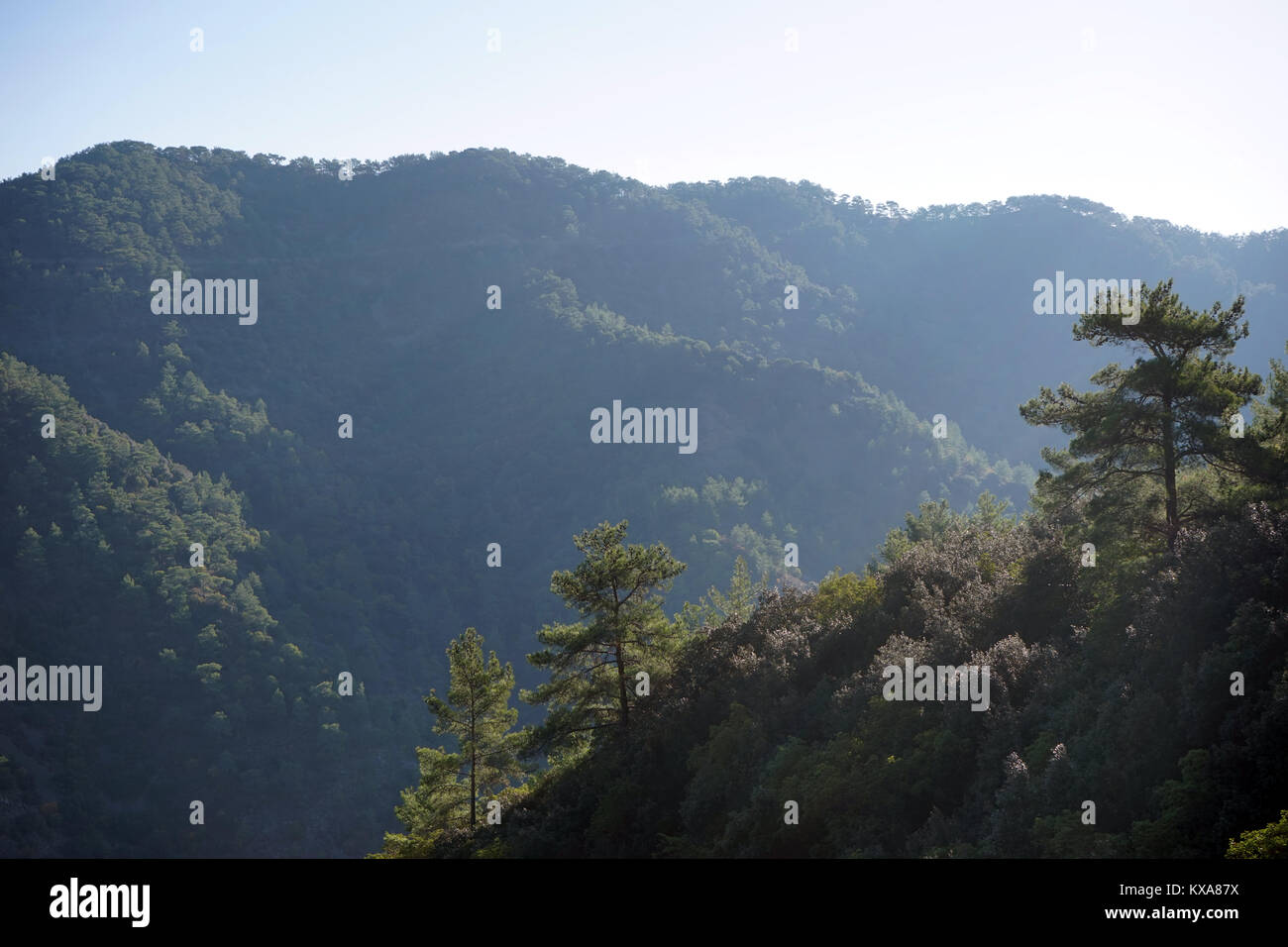 Forest and trees in Troodos mountain in Cyprus Stock Photo - Alamy
