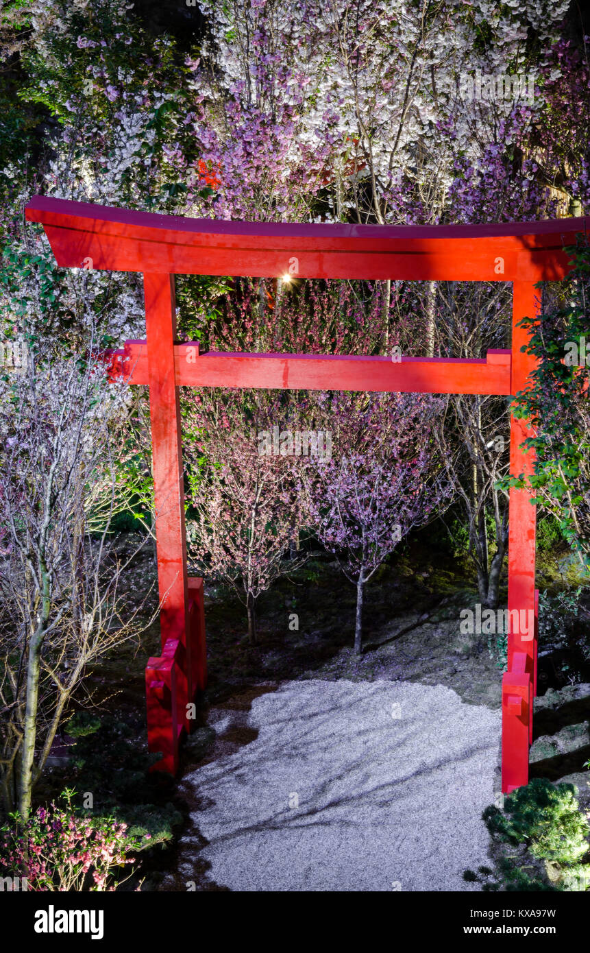 Torri gate shrouded by the delicate pink petals of Sakura flowers and ...