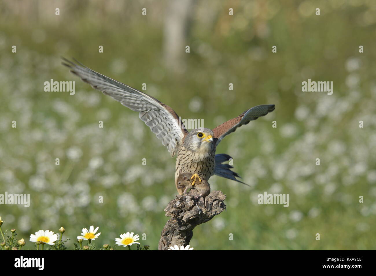 Eagle with mouse hi-res stock photography and images - Alamy