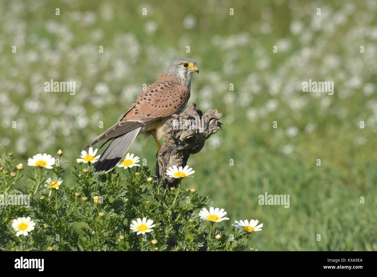 Eagle with mouse hi-res stock photography and images - Alamy