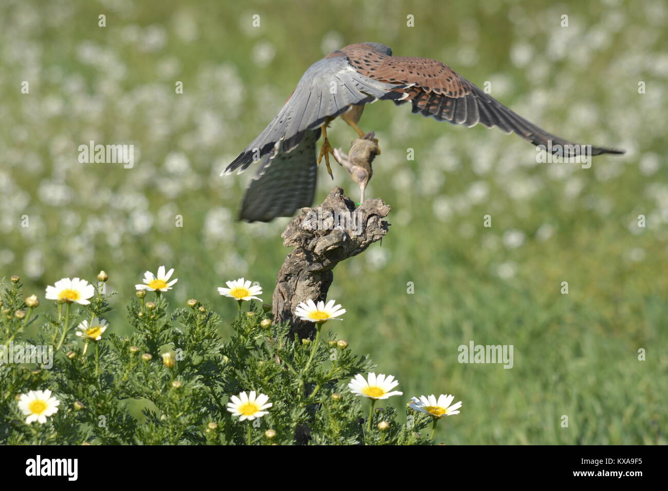 European Kestrel hunting a Mouse on a dry branch Stock Photo - Alamy