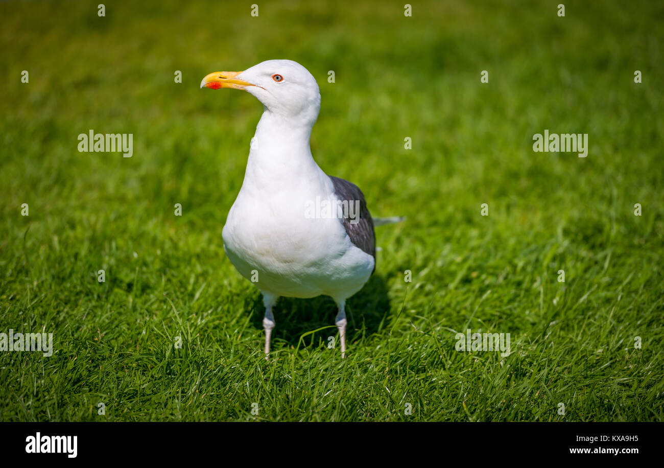 Big seagull hi-res stock photography and images - Alamy