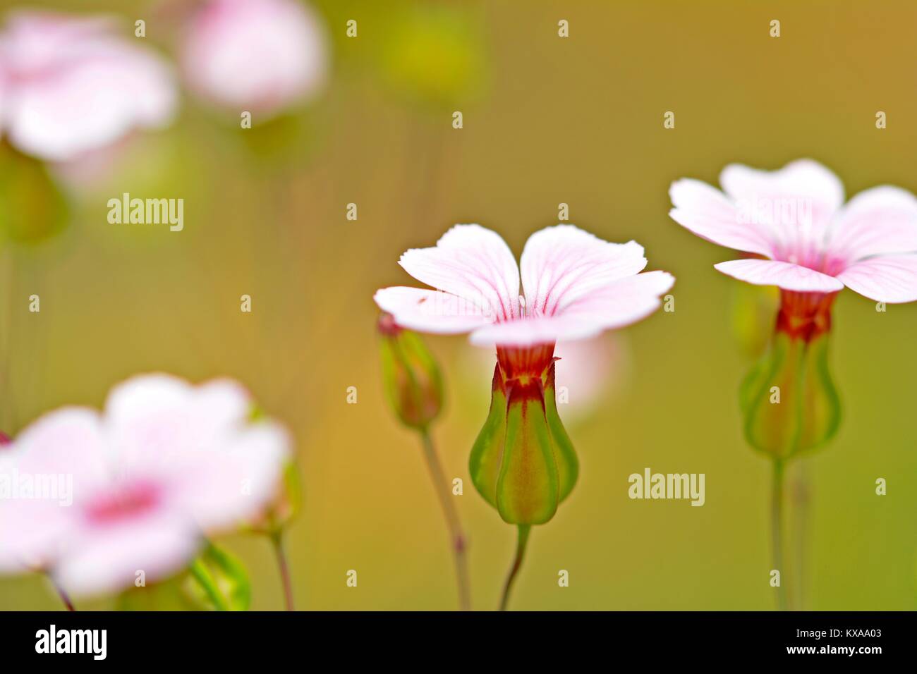 Cowherb flowers, beautiful flowers background Stock Photo - Alamy