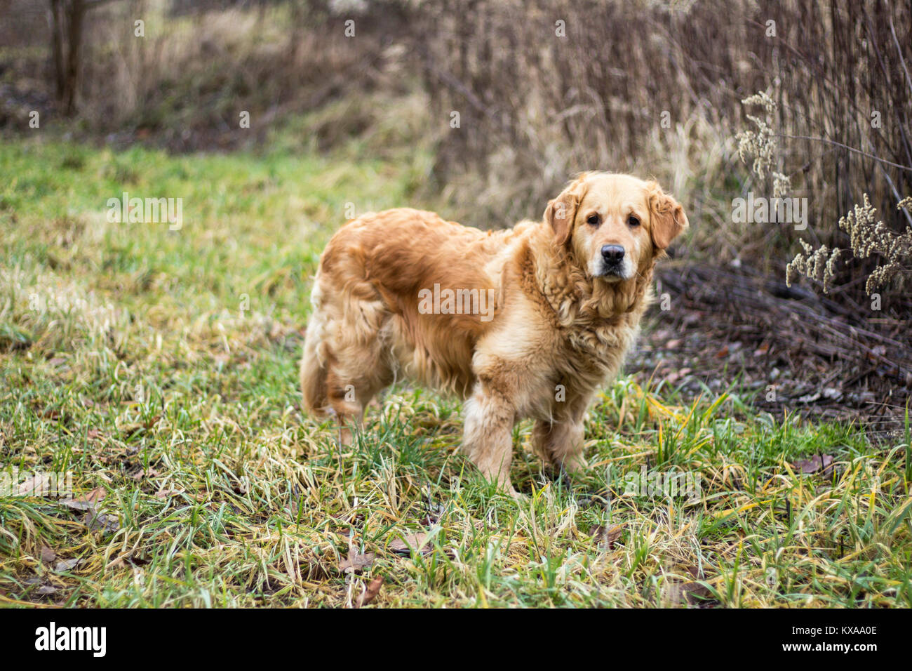 old golden retriever dog autumn portrait Stock Photo - Alamy