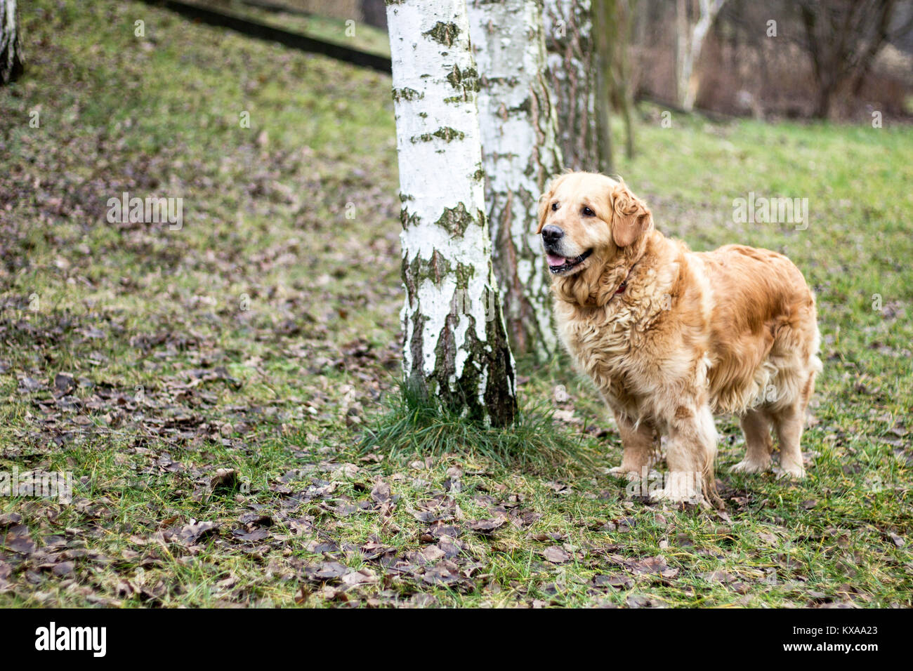 old golden retriever dog autumn portrait Stock Photo - Alamy