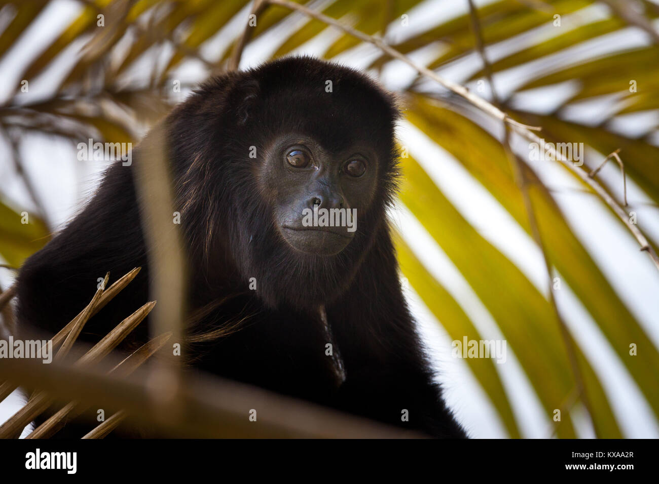 Mantled Howler Monkey, sci.name; Alouatta palliata, in Soberania ...