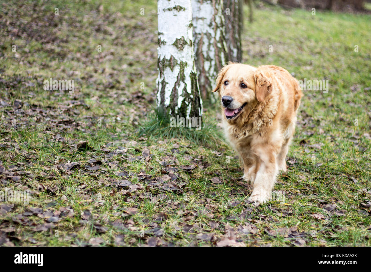 old golden retriever dog autumn portrait Stock Photo - Alamy