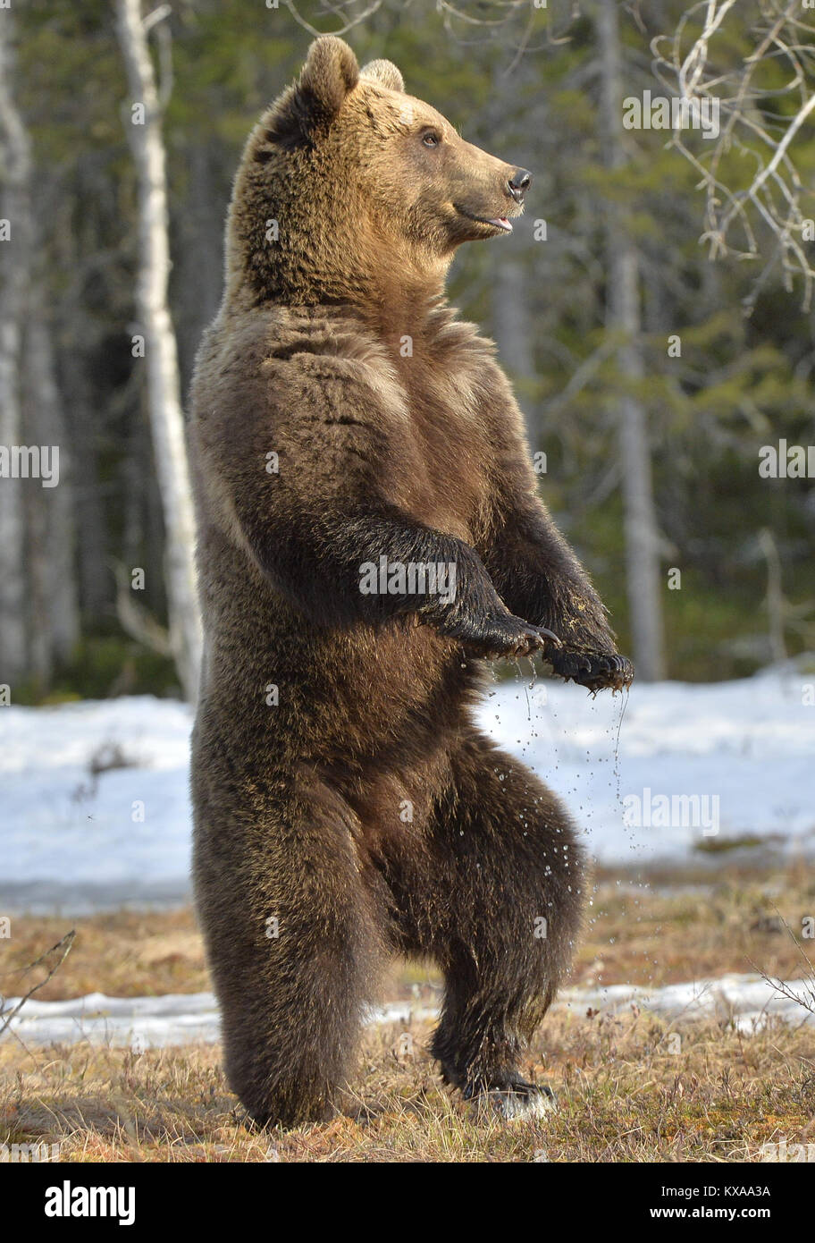 Brown bear (Ursus arctos) standing on his hind legs on a bog in the ...