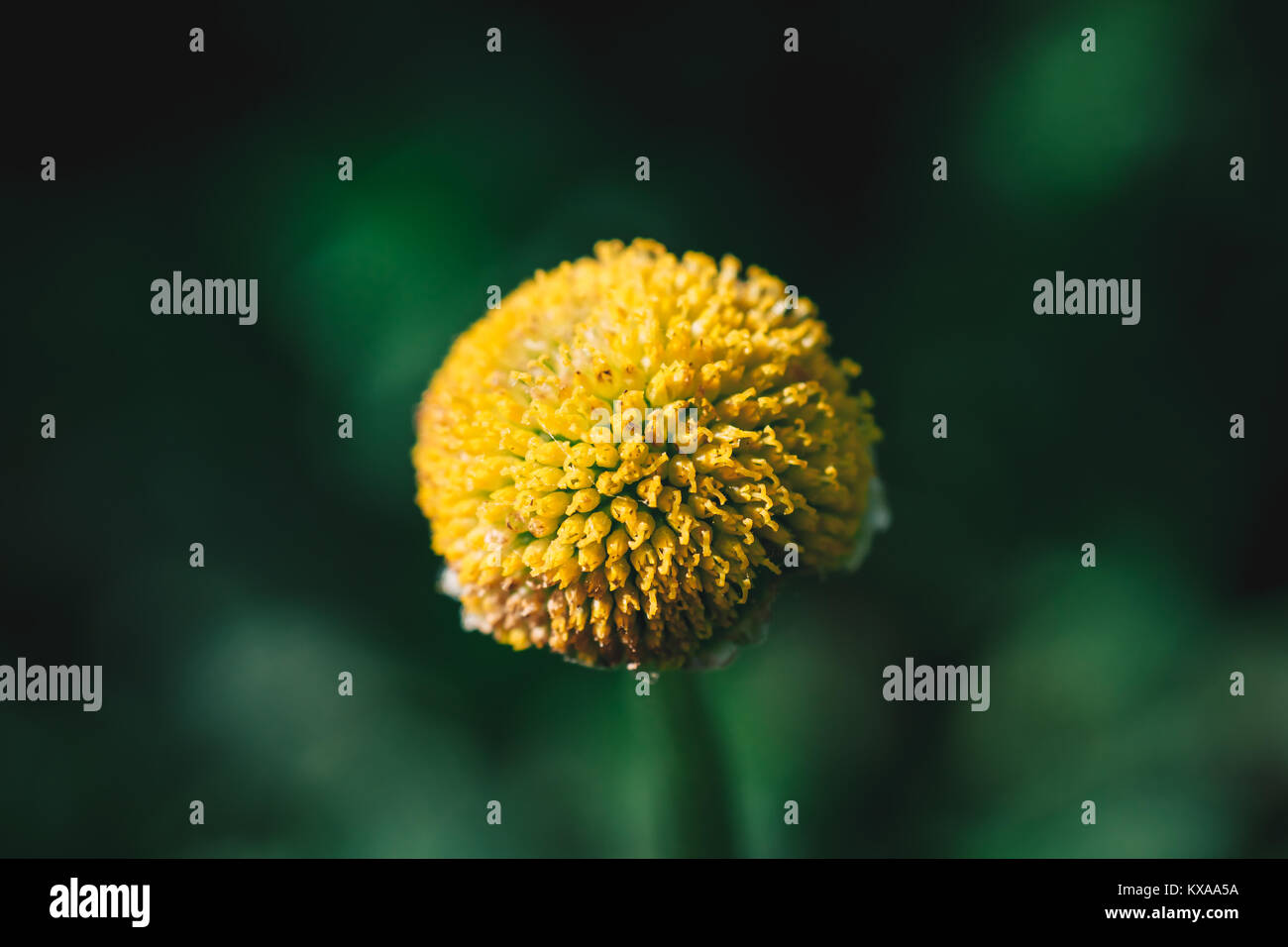 Basil plant close up Stock Photo - Alamy