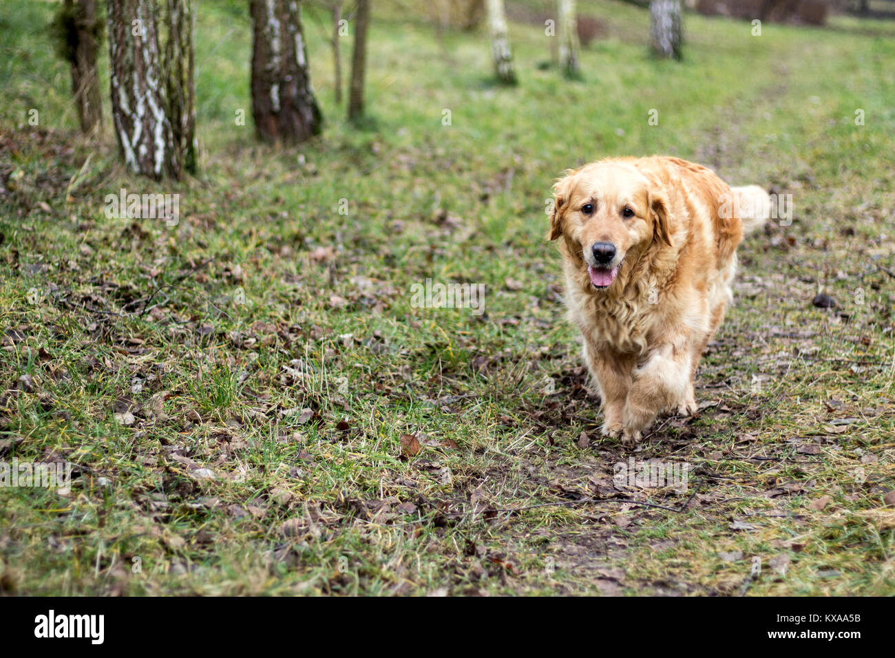 old golden retriever dog autumn portrait Stock Photo - Alamy
