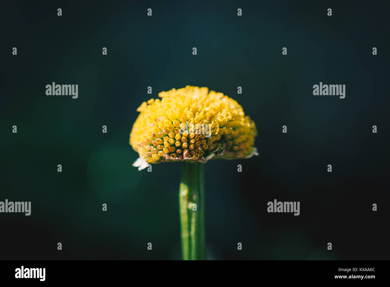 Mysterious yellow flower hi-res stock photography and images - Alamy