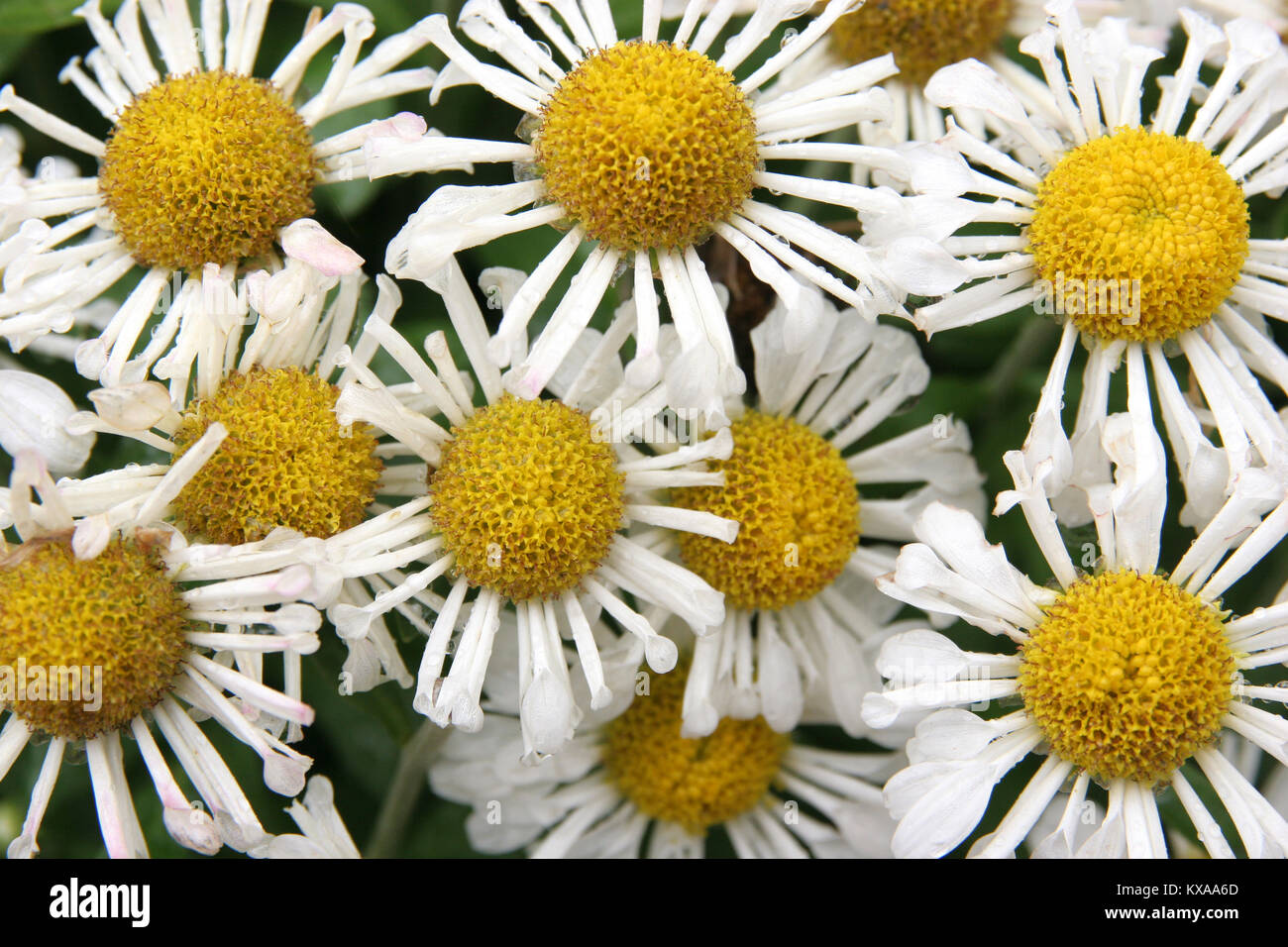 details of chamomile with drops Stock Photo - Alamy