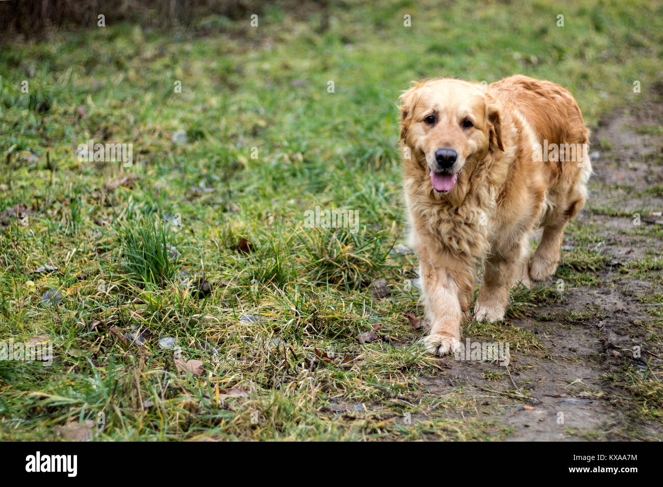 old golden retriever dog autumn portrait Stock Photo - Alamy