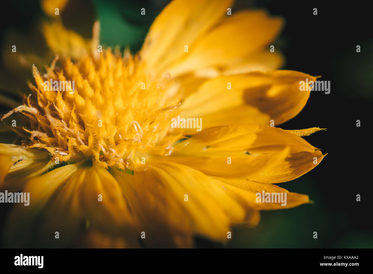 Wallpaper of yellow flower hi-res stock photography and images - Alamy