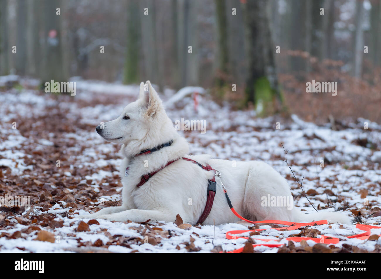 White shepherd dog in snow - Berger Blanc Suisse Stock Photo - Alamy