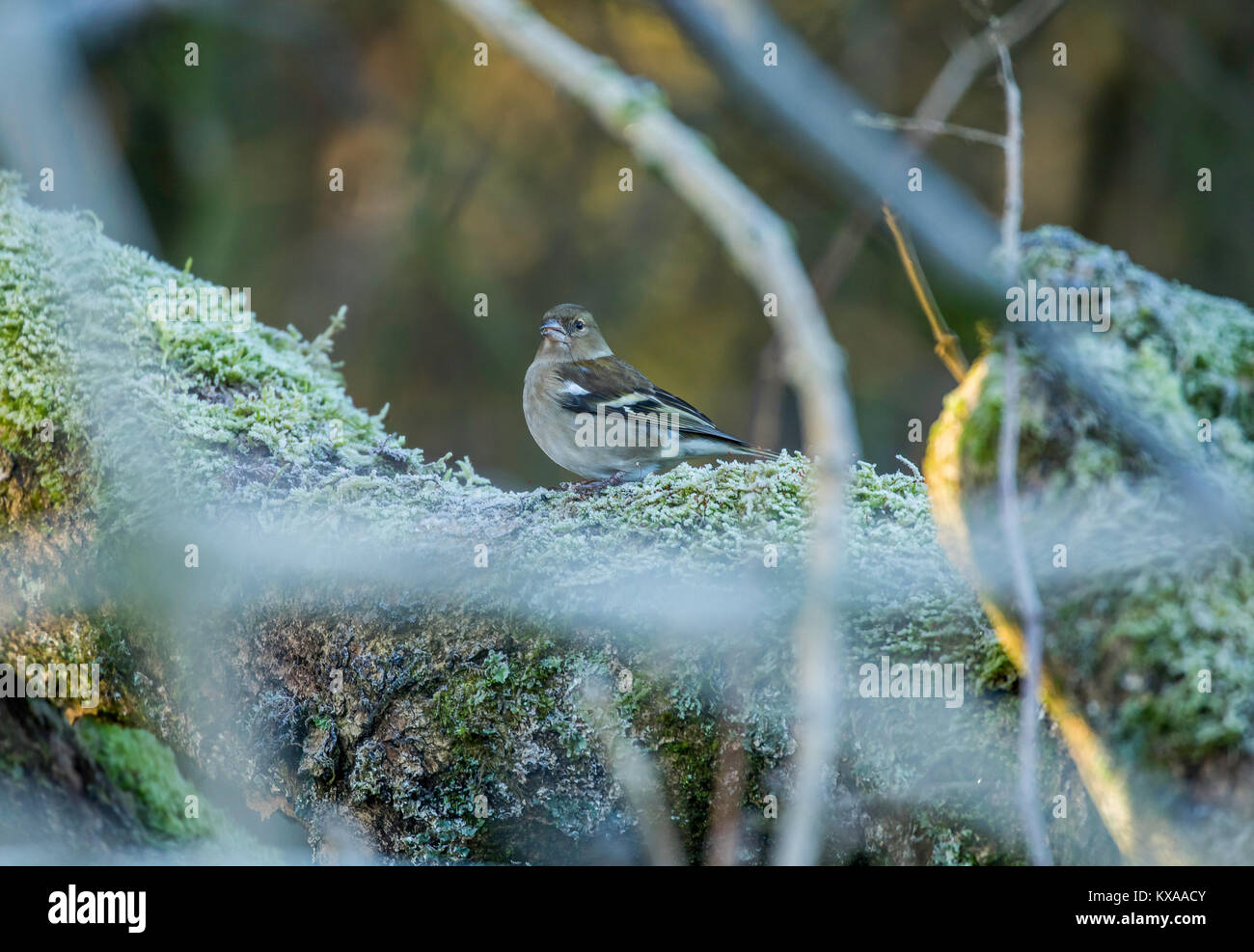 Gavin finch hi-res stock photography and images - Alamy