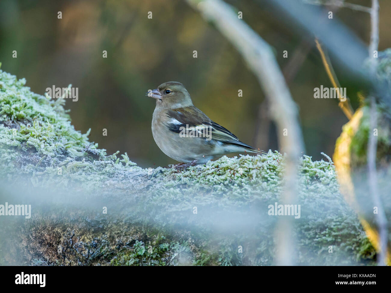 Gavin finch hi-res stock photography and images - Alamy