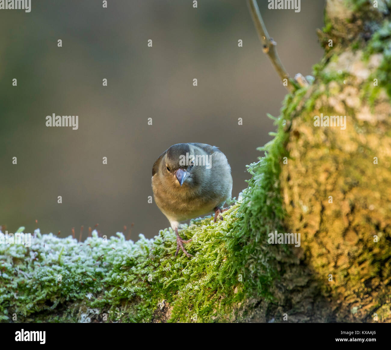 Gavin finch hi-res stock photography and images - Alamy