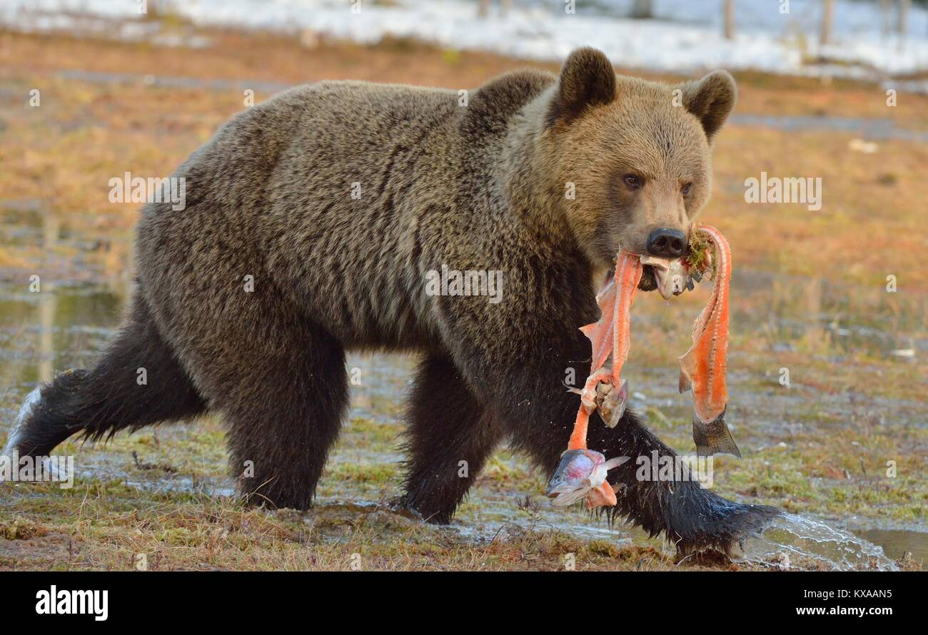 Swamp fish hi-res stock photography and images - Alamy