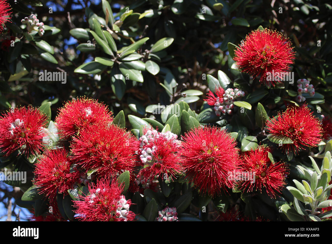 New zealand christmas tree metrosideros excelsa hi-res stock ...