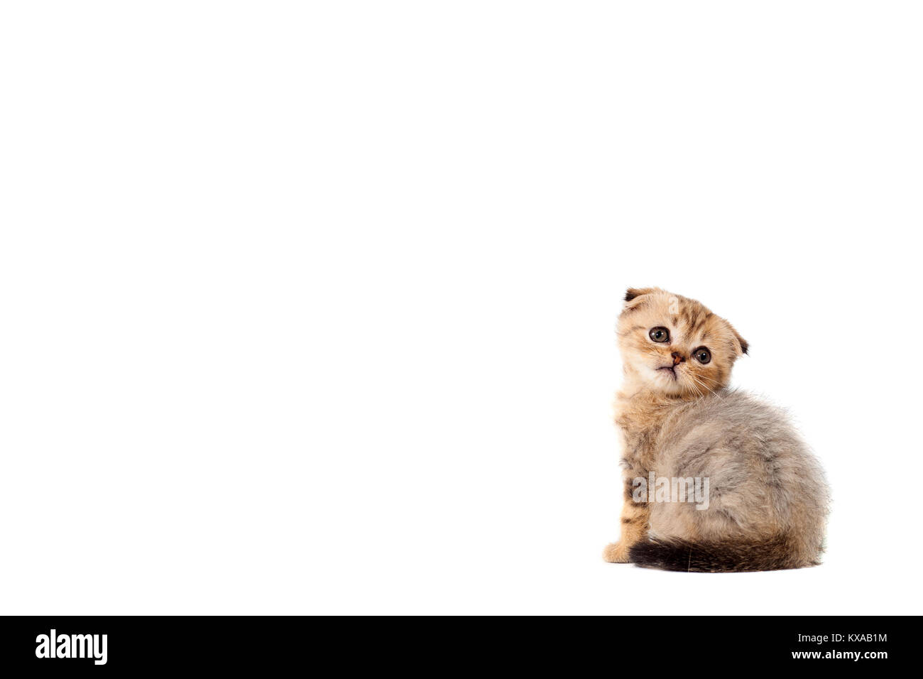 sad very small fluffy kitten scottish fold on white isolated background ...