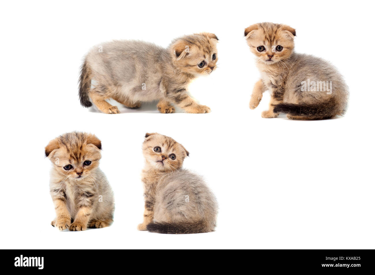 sad very small fluffy kitten scottish fold on white isolated background ...
