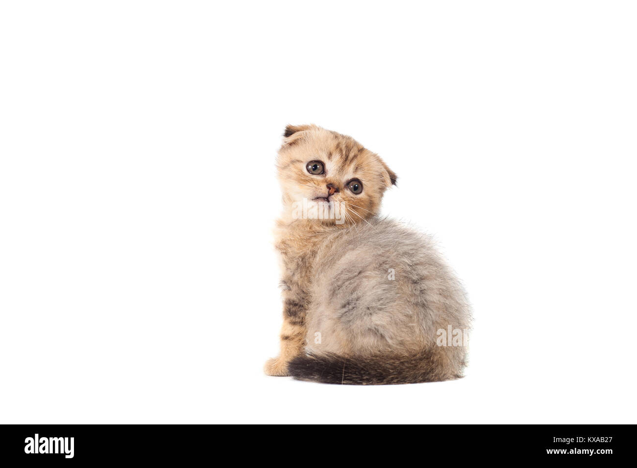 sad very small fluffy kitten scottish fold on white isolated background ...