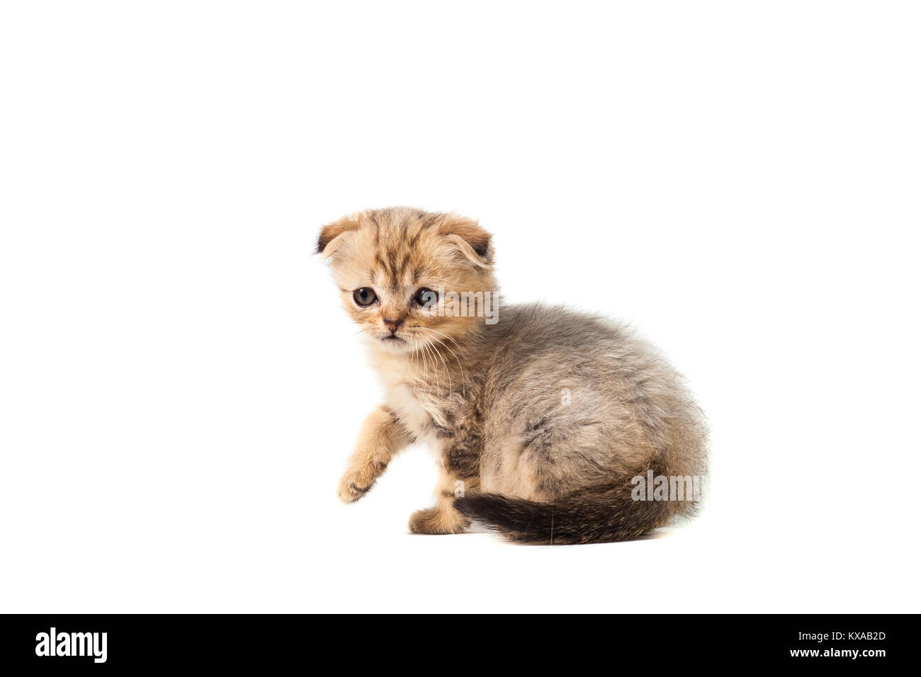 sad very small fluffy kitten scottish fold on white isolated background ...