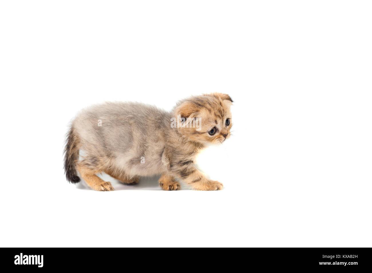 sad very small fluffy kitten scottish fold on white isolated background ...