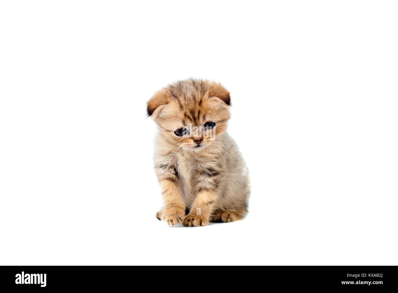 sad very small fluffy kitten scottish fold on white isolated background ...