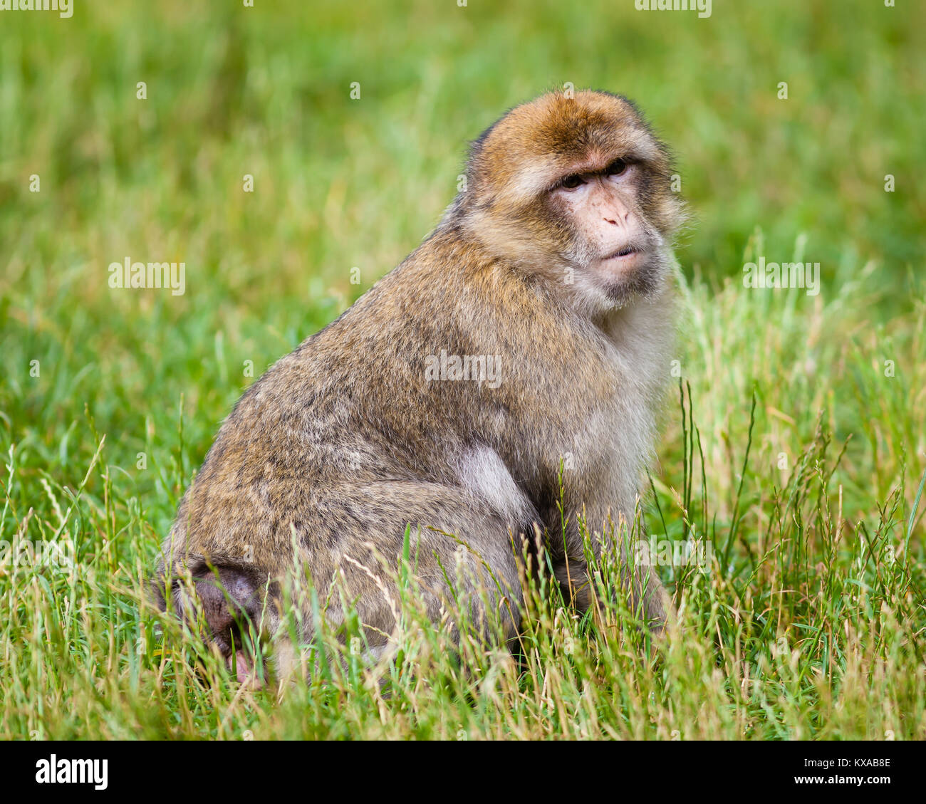 Barbary Macaques Monkey. Barbary macaques monkeys live in the Atlas Mountains of Algeria and ...